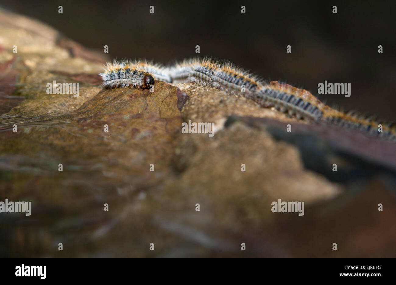Pine Processionary larvae marching in characteristic fashion, Sierra ...