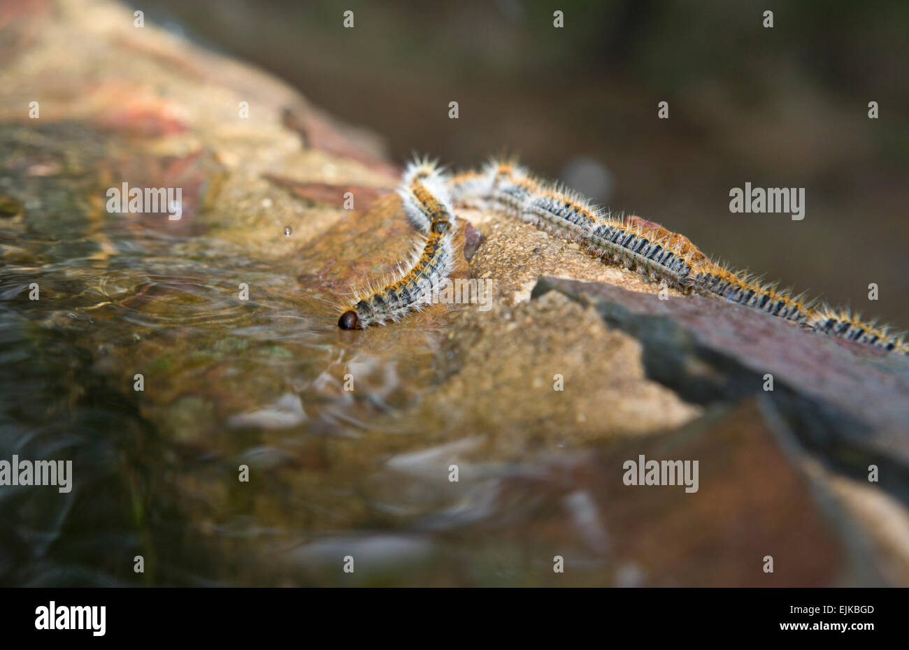 Pine Processionary larvae marching in characteristic fashion, Sierra ...