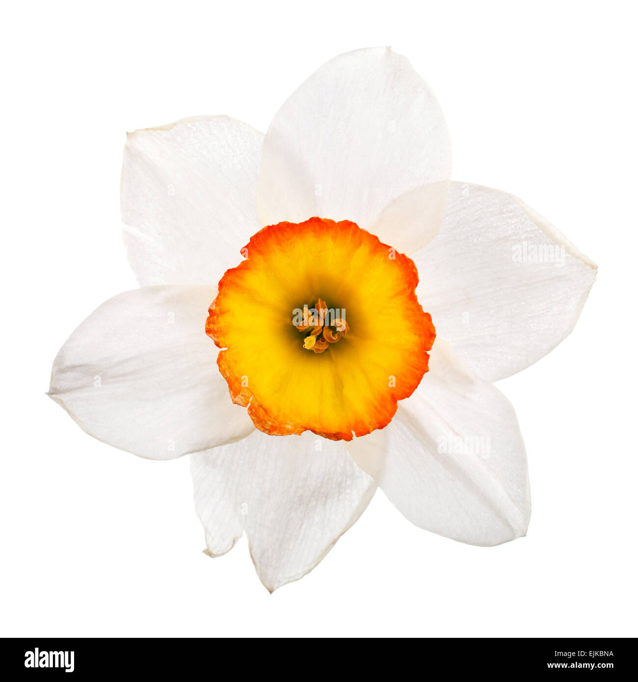 Orange yellow daffodil Cut Out Stock Images & Pictures - Alamy