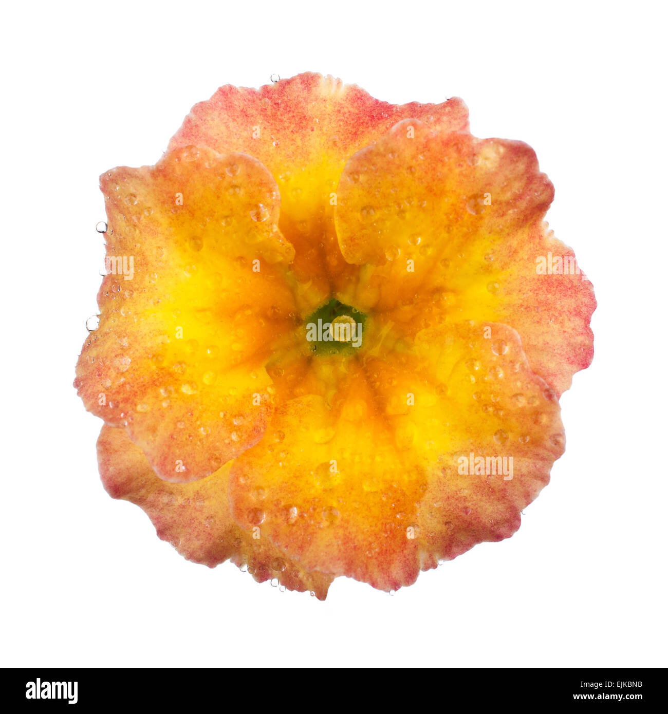 Beautiful orange spring flower Cut Out Stock Images & Pictures - Alamy