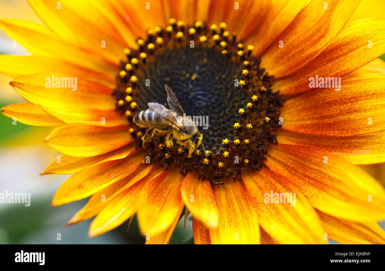 Sunflower single bee hi-res stock photography and images - Alamy