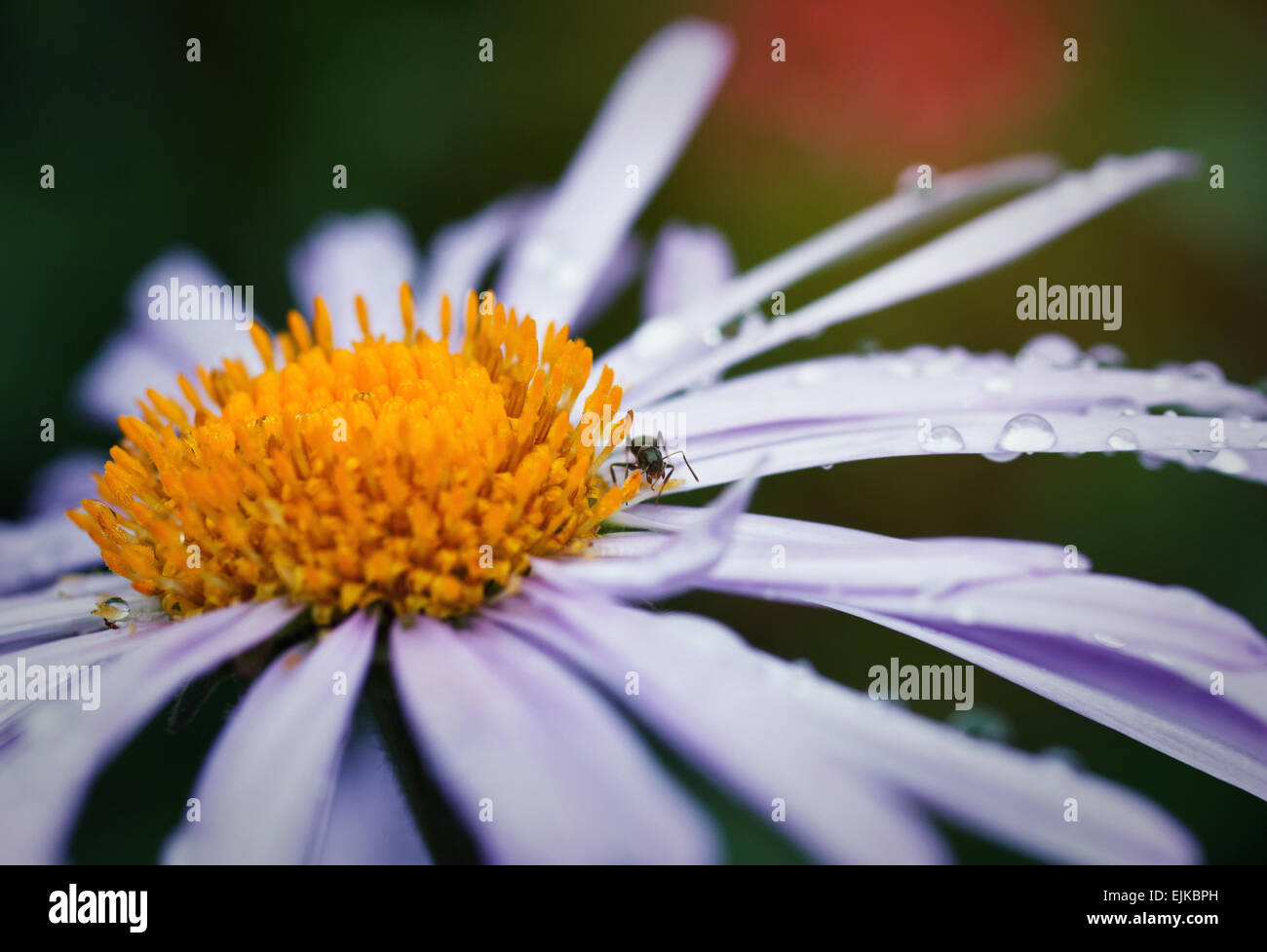 Purple daisy flower blue hi-res stock photography and images - Alamy