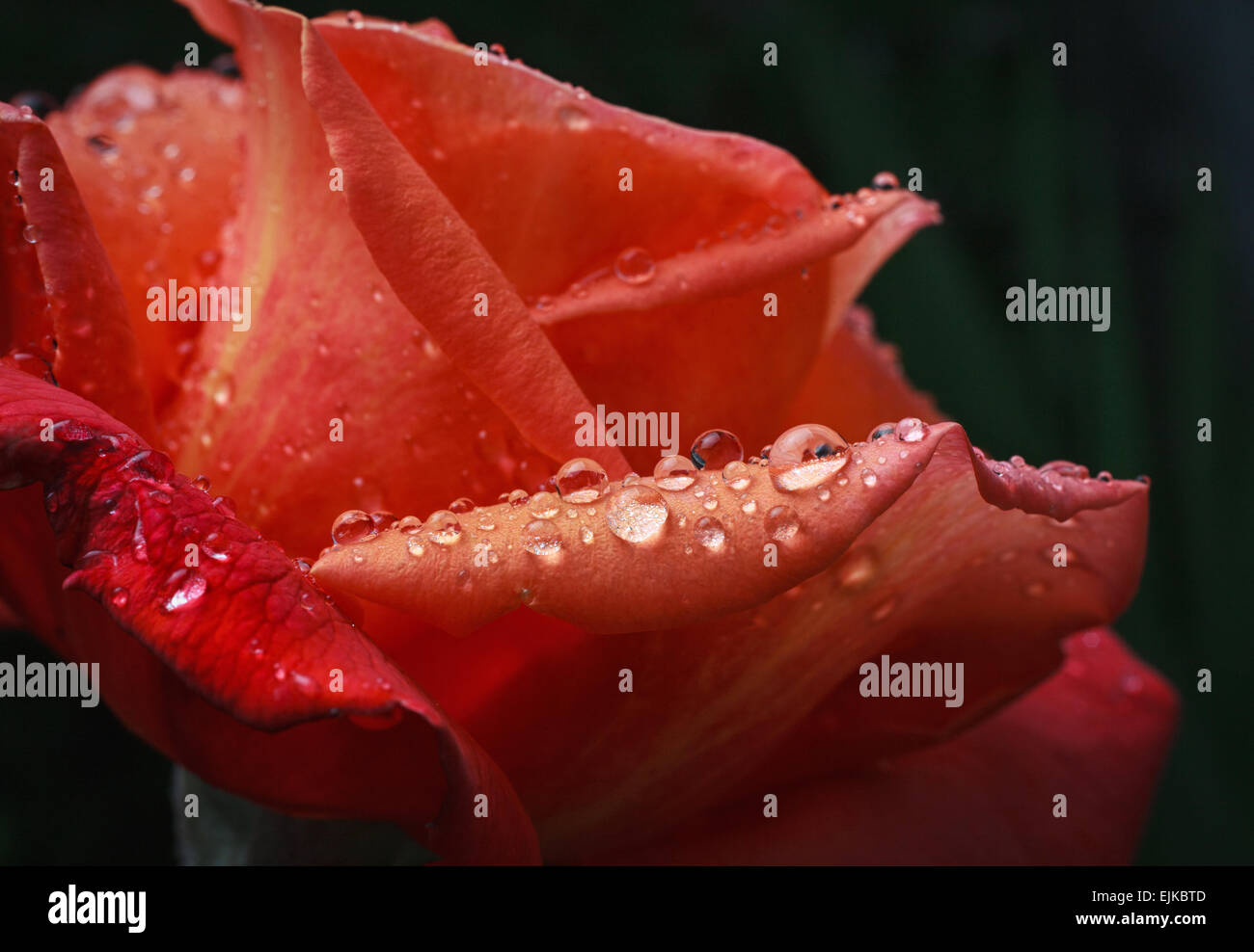red rose with dew Stock Photo - Alamy