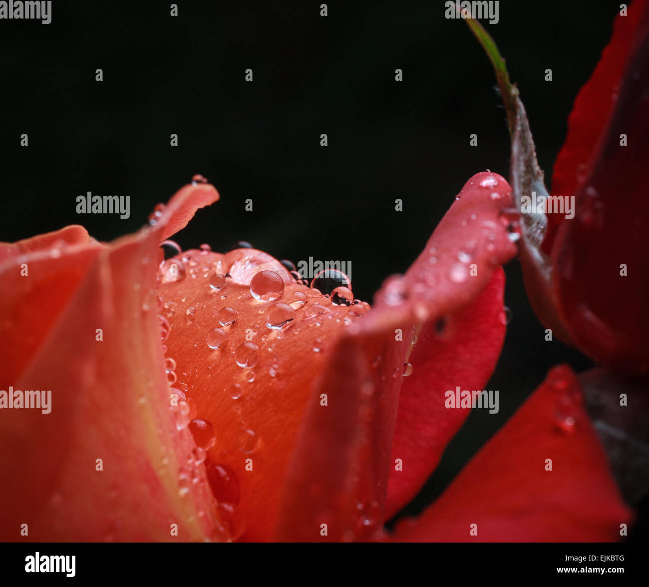 Rose petals dewdrops macro hi-res stock photography and images - Alamy
