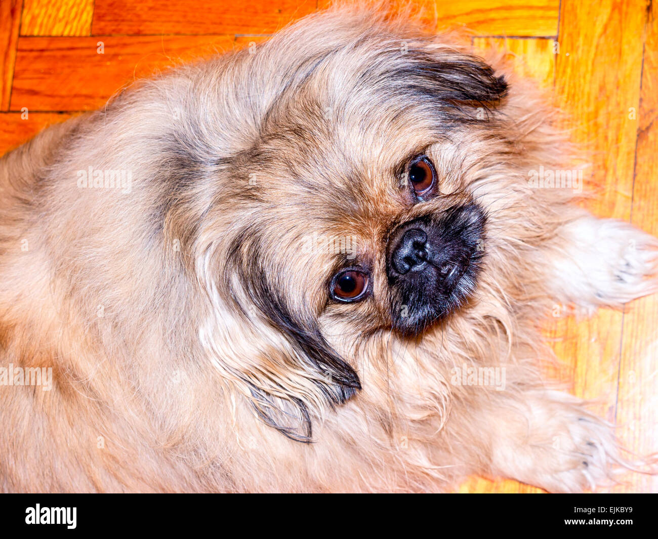 Pekinese dog white background High Resolution Stock Photography and ...