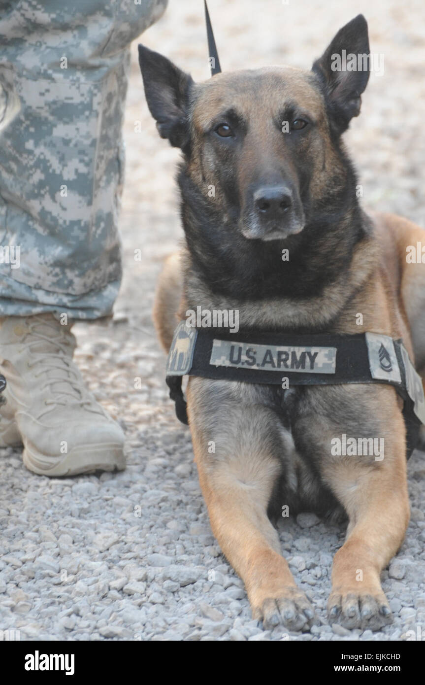 Kandy, a military working dog, of the 91st Military Police Battalion ...