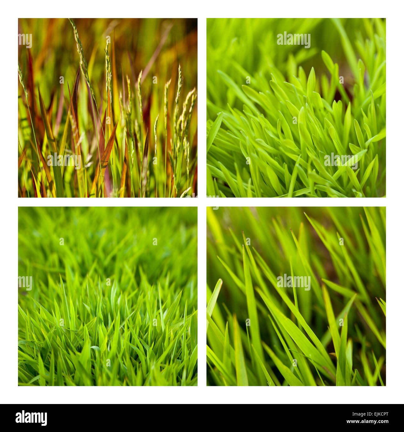 Collage of various grass in a park Stock Photo - Alamy