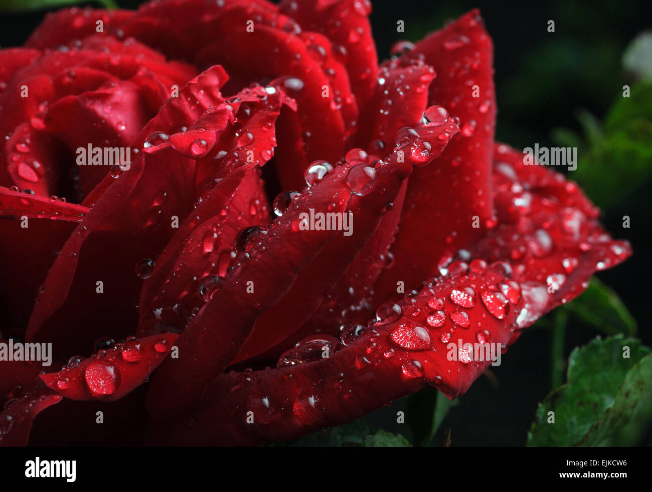 Garden red rose with dew drops Stock Photo - Alamy