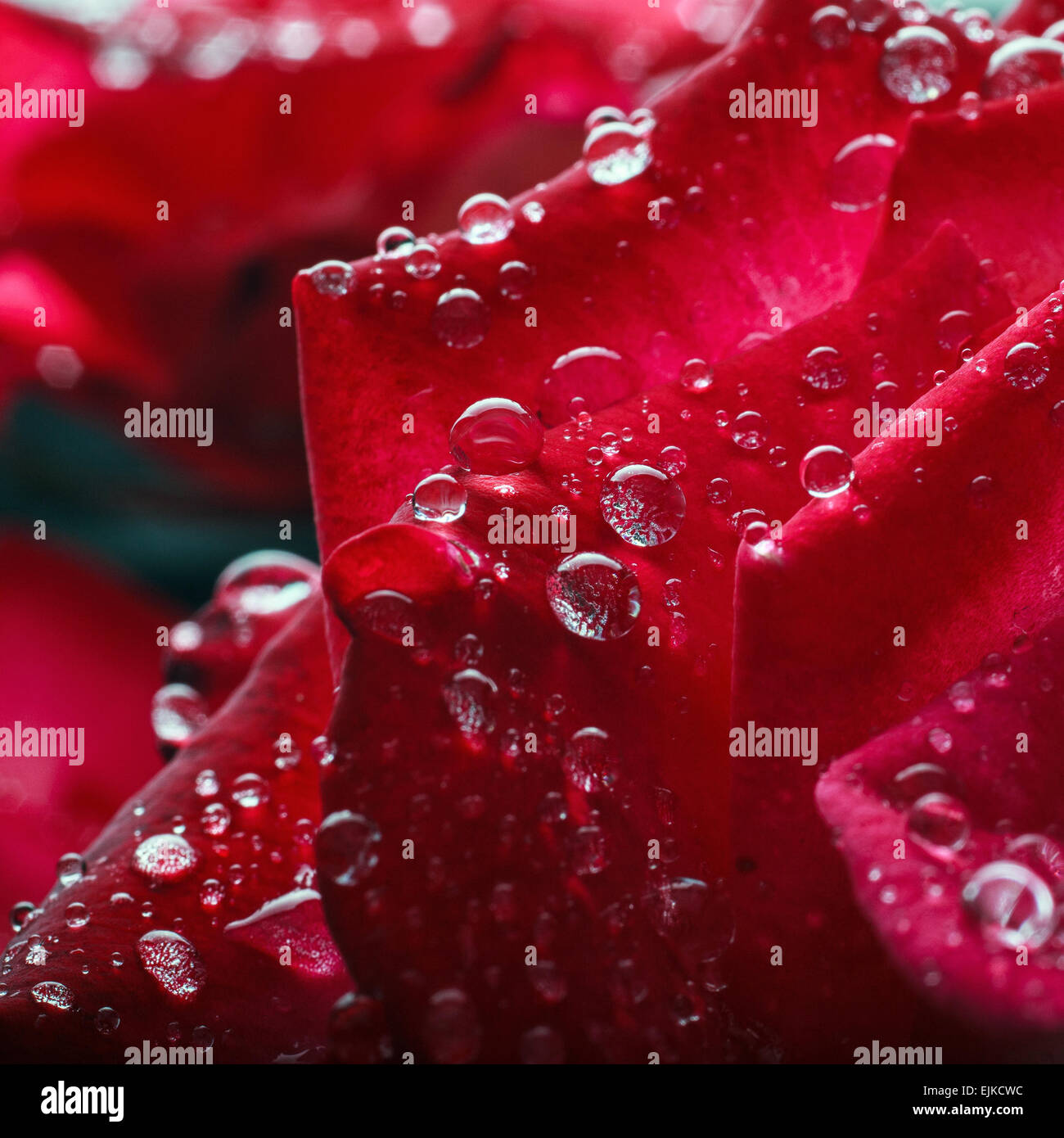 Drops on rose hi-res stock photography and images - Alamy