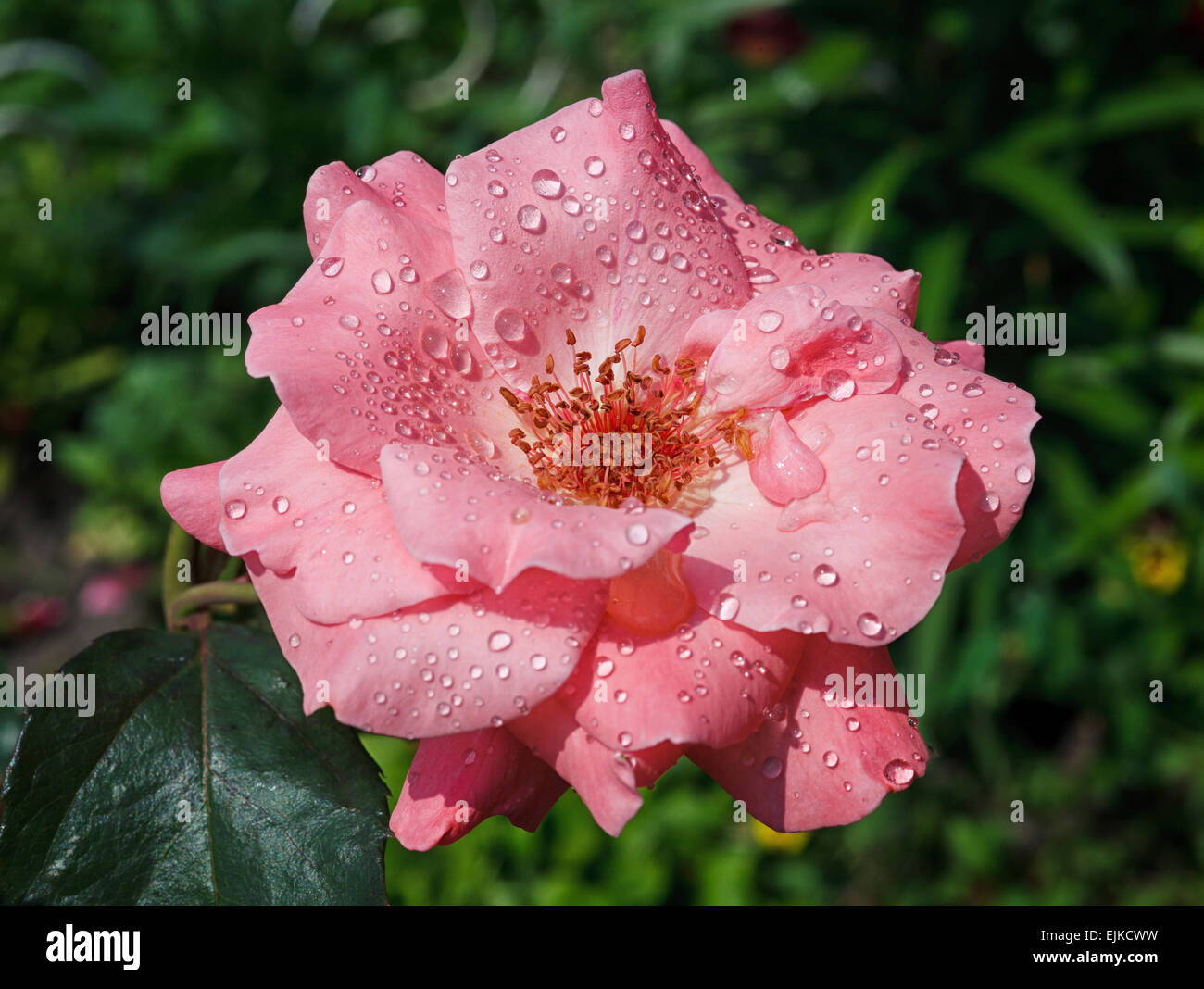 Pink rose with drops of dew Stock Photo - Alamy