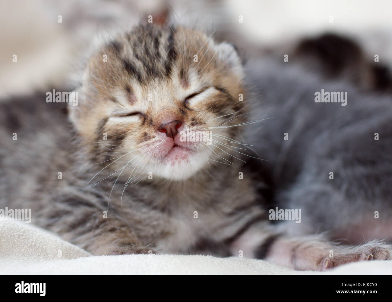 Sleeping baby kitten Stock Photo - Alamy