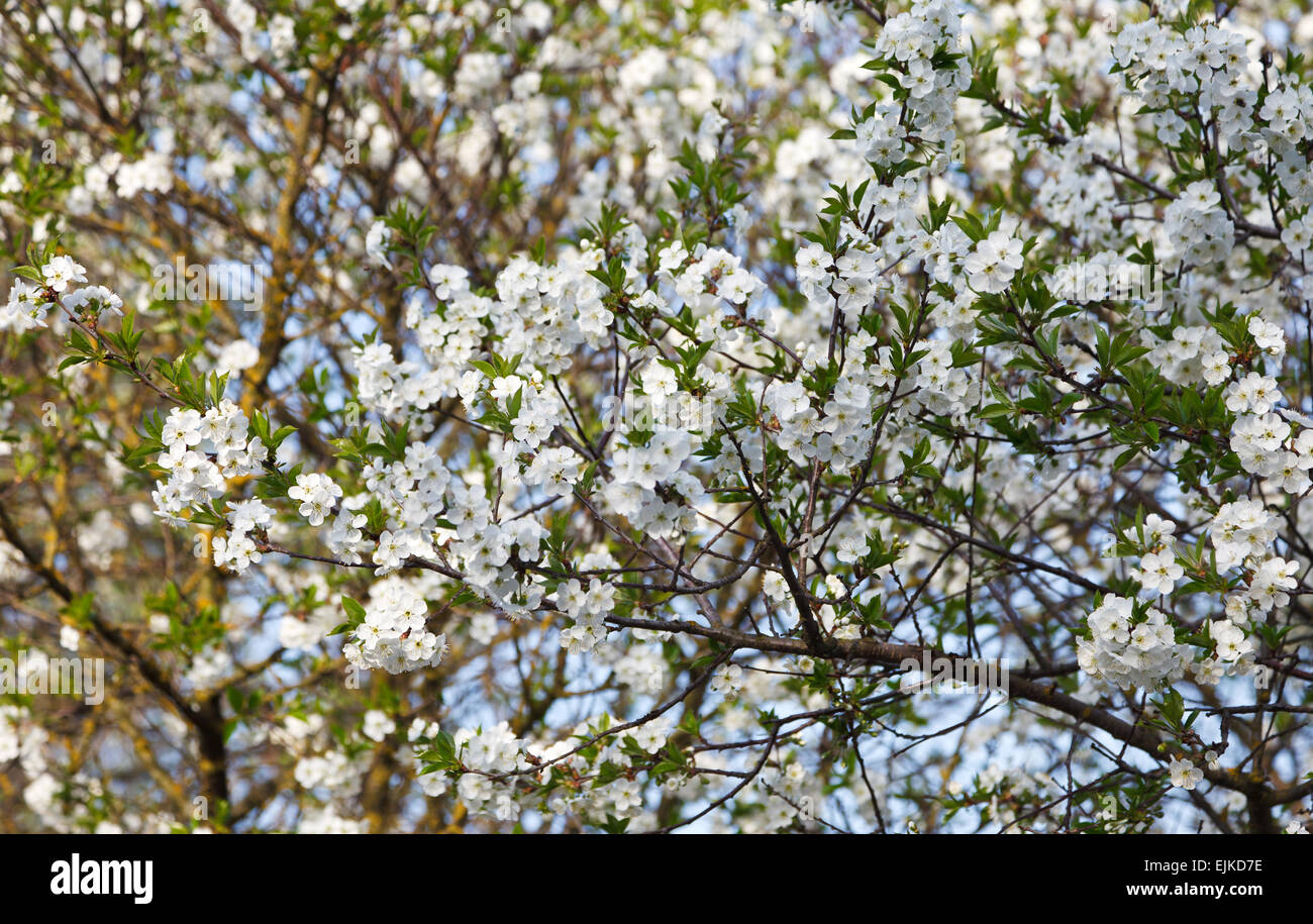 Cherry Tree in bloom Stock Photo - Alamy