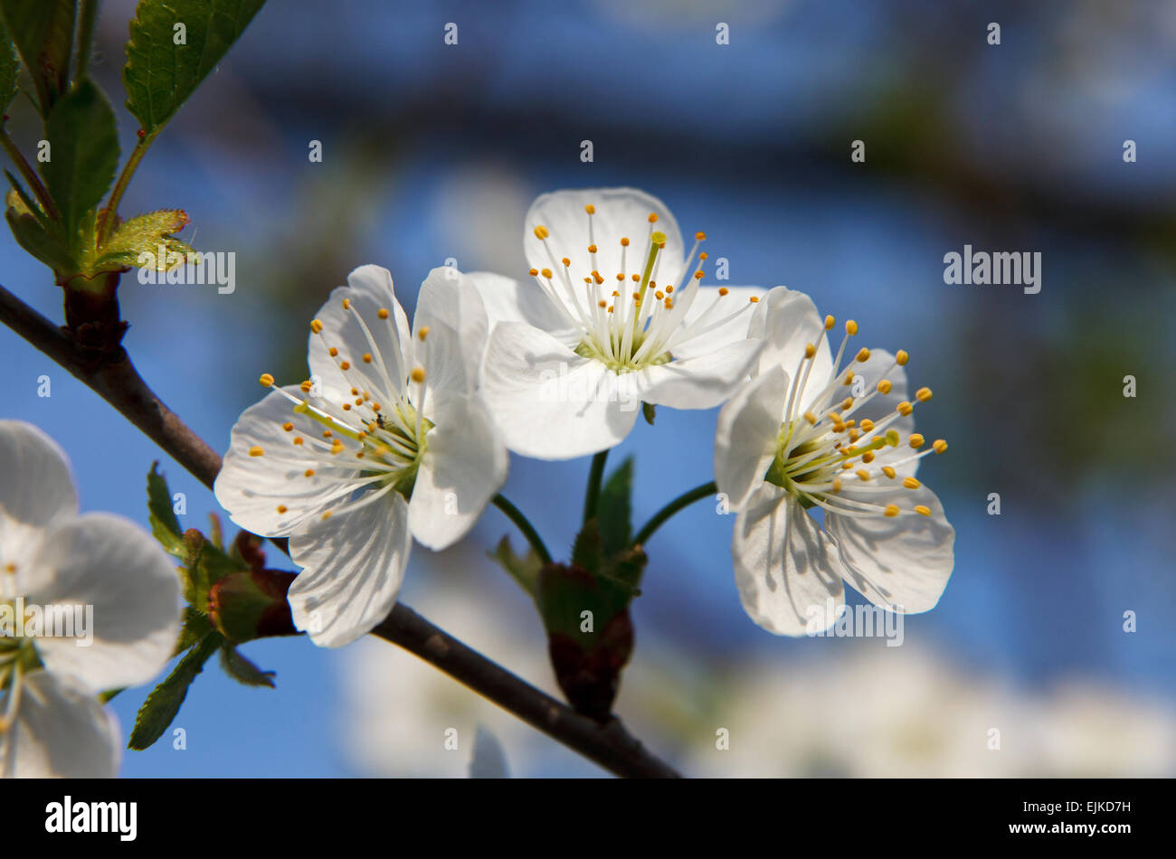 Cherry blossom tree leaf hi-res stock photography and images - Alamy
