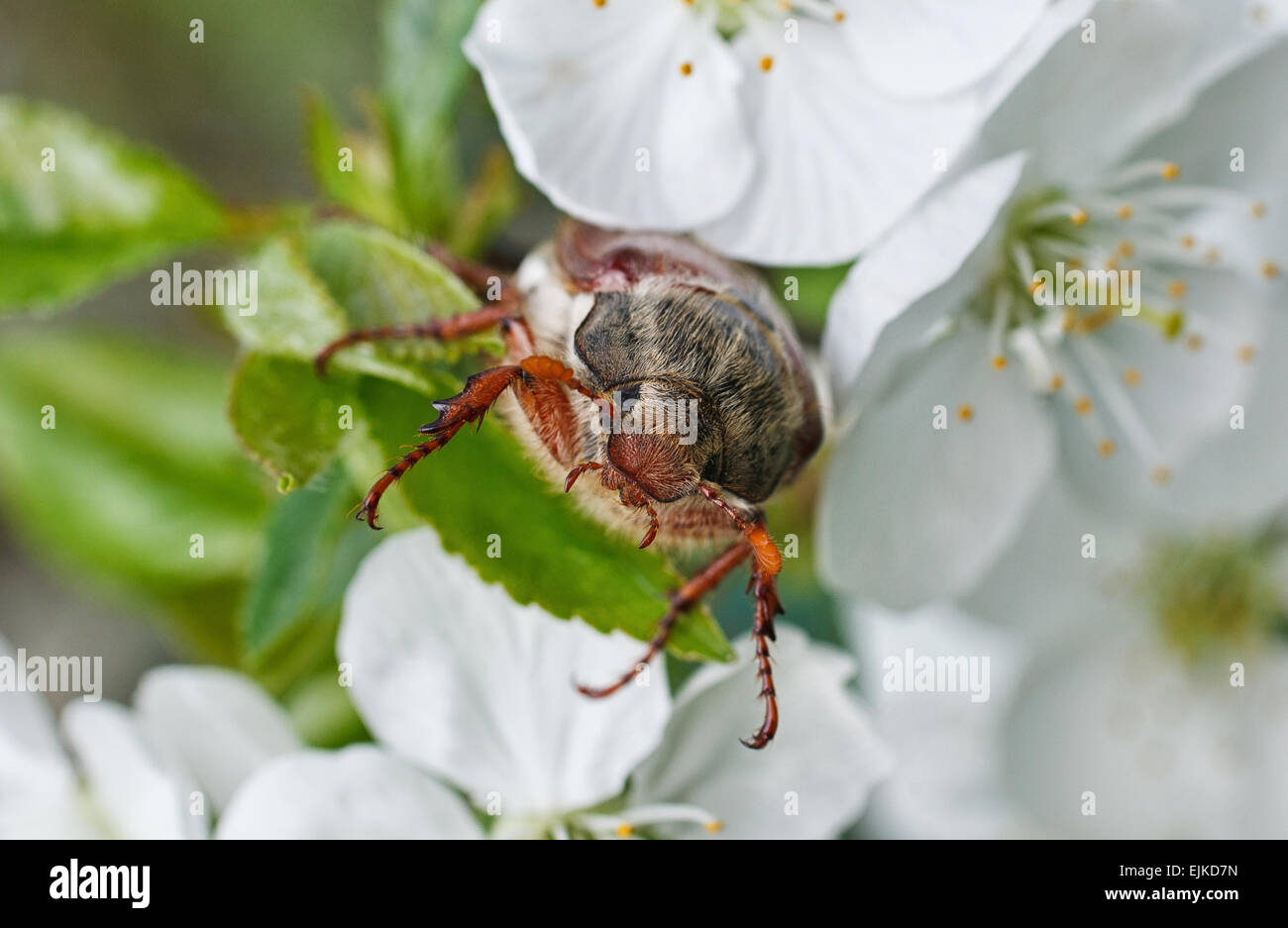 Chafer bug hi-res stock photography and images - Alamy