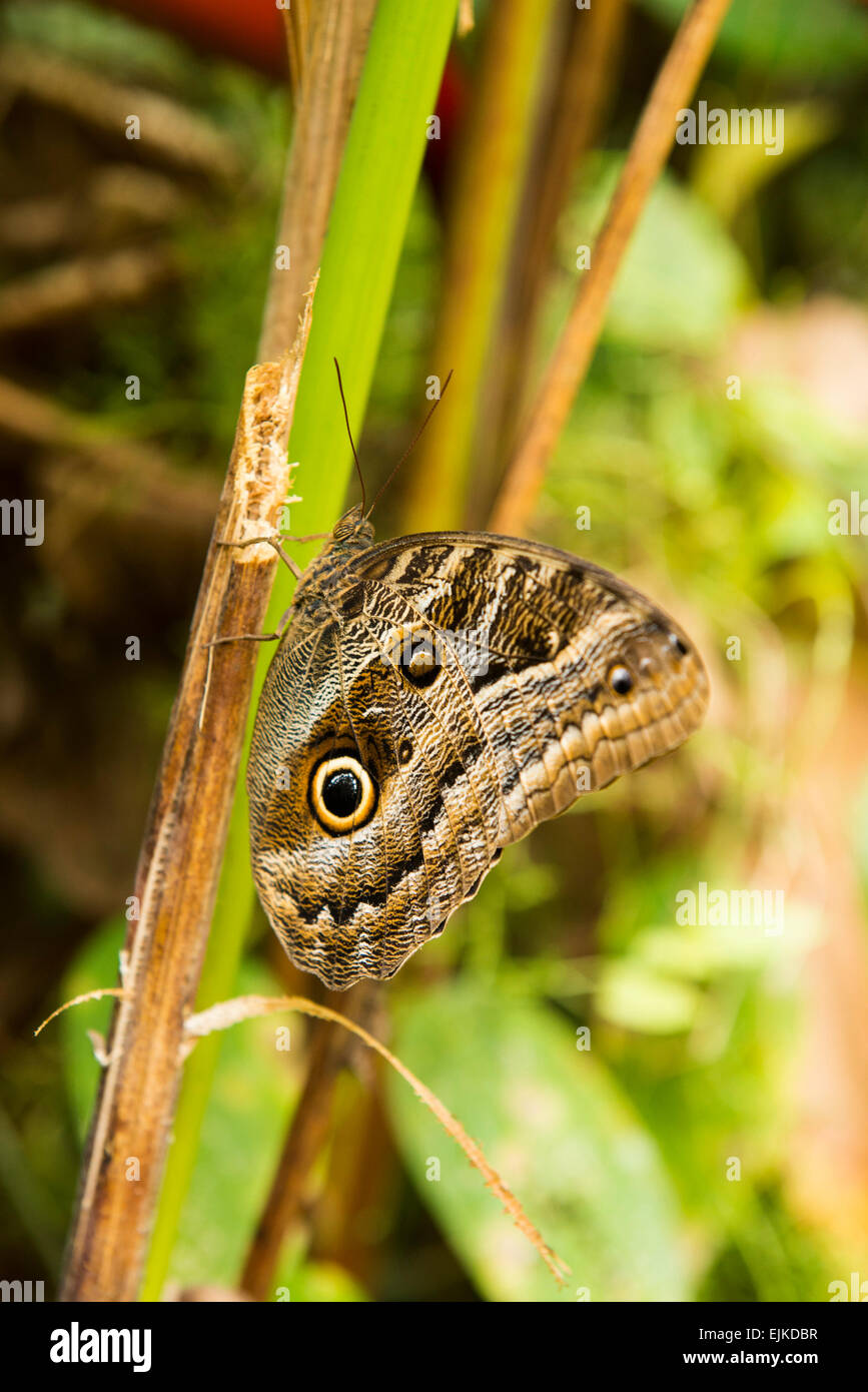 Owl butterfly (Caligo Sp.), Peperpot Nature Park, Commewijne district ...