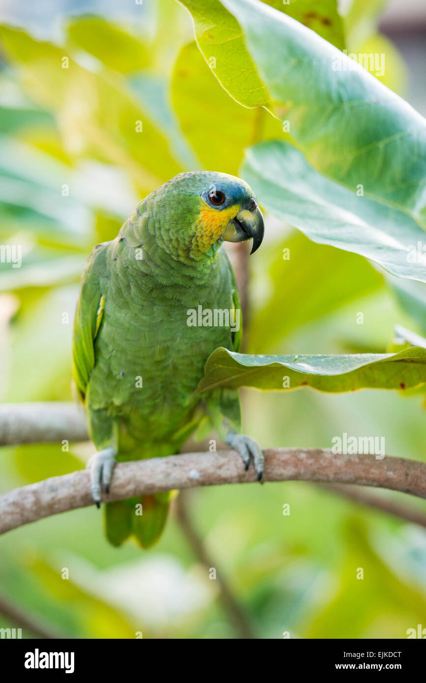 Orange-winged Amazon parrot, Amazona amazonica, Suriname Stock Photo ...