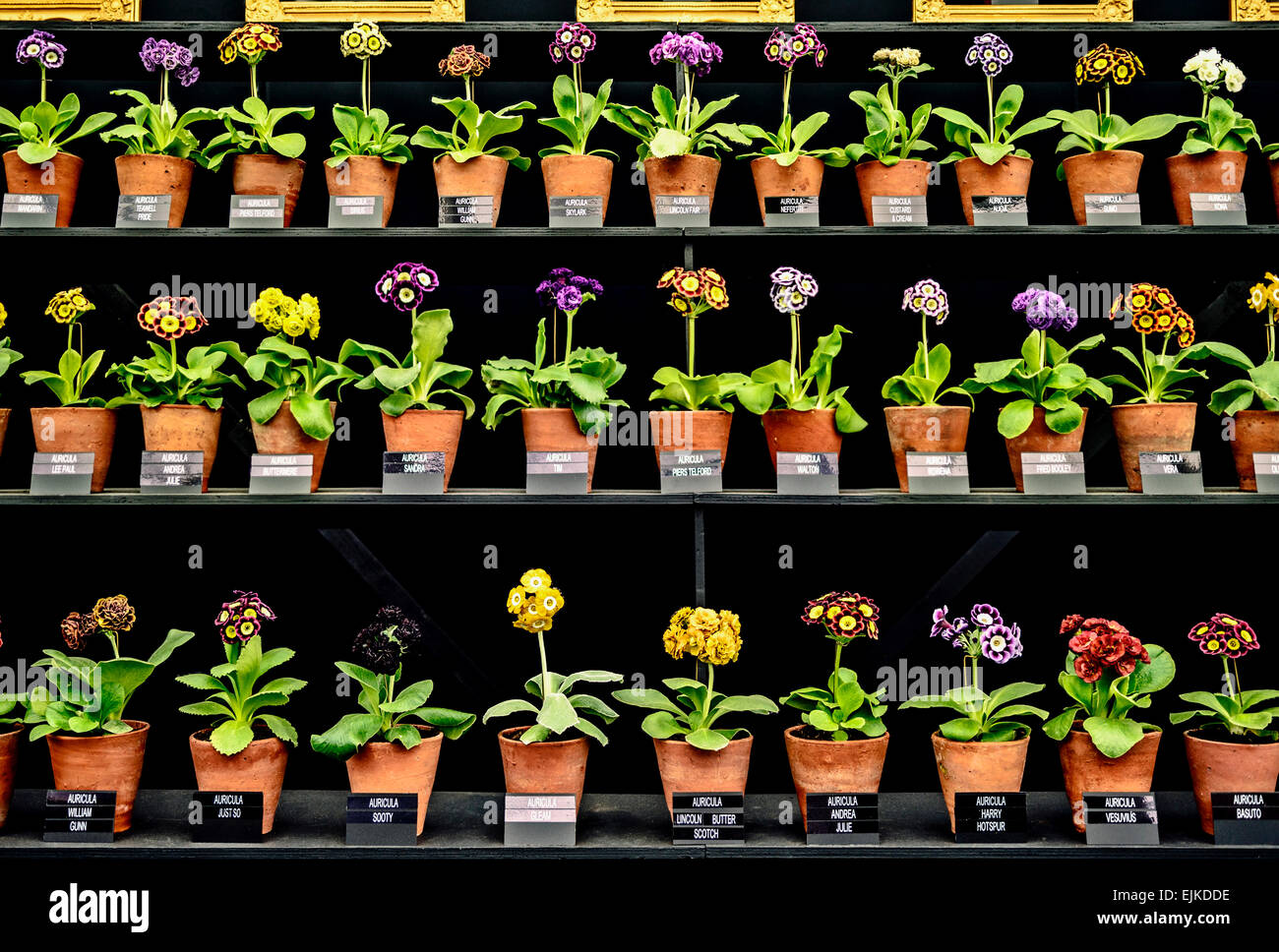 Primroses in full bloom hi-res stock photography and images - Alamy