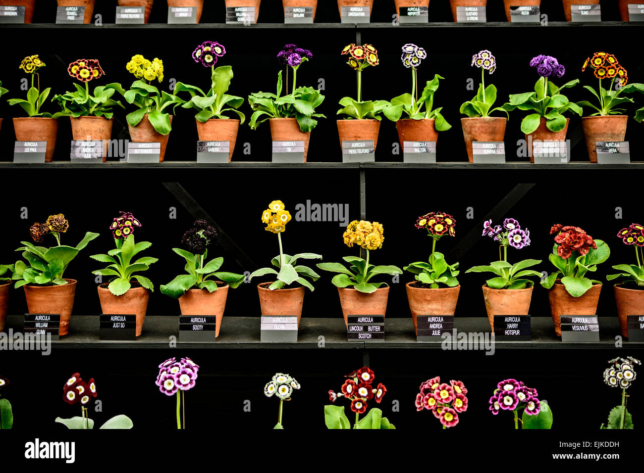 A variety of Primroses (Primula) in pots on a shelf, potted Primroses ...