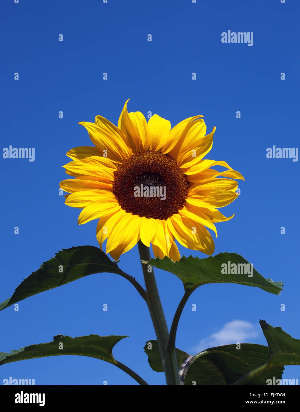 Sunflower under blue sky Stock Photo - Alamy