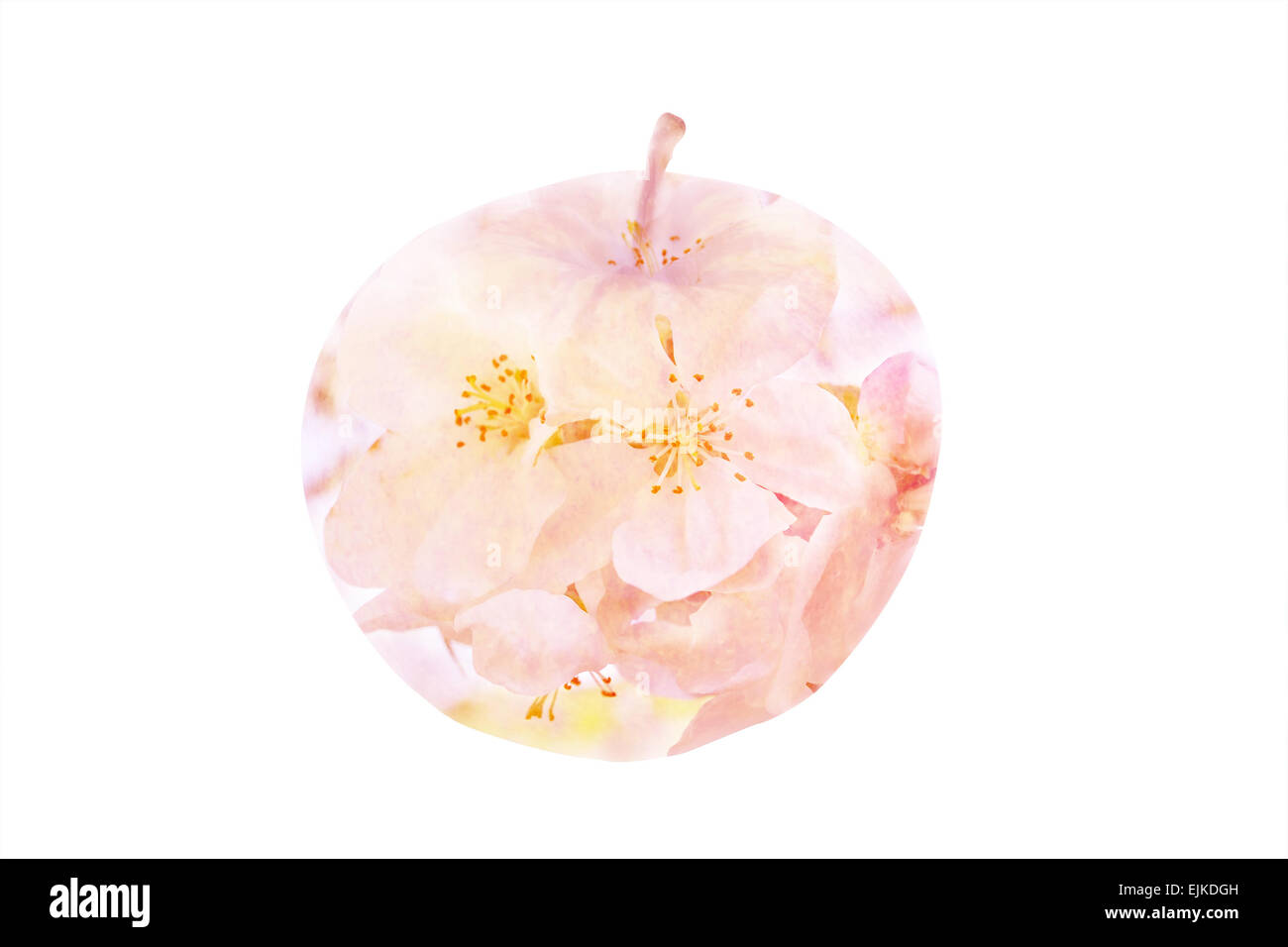 Apple double exposure flowers. Organic. Happiness. Ecological Stock ...