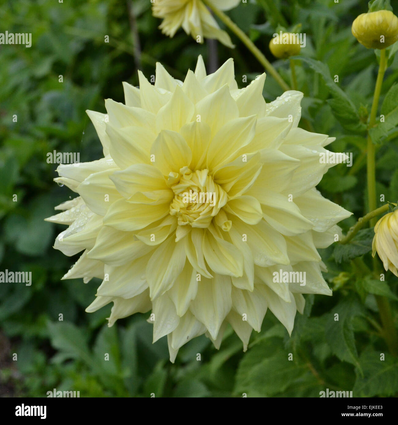 White dahlia hi-res stock photography and images - Alamy