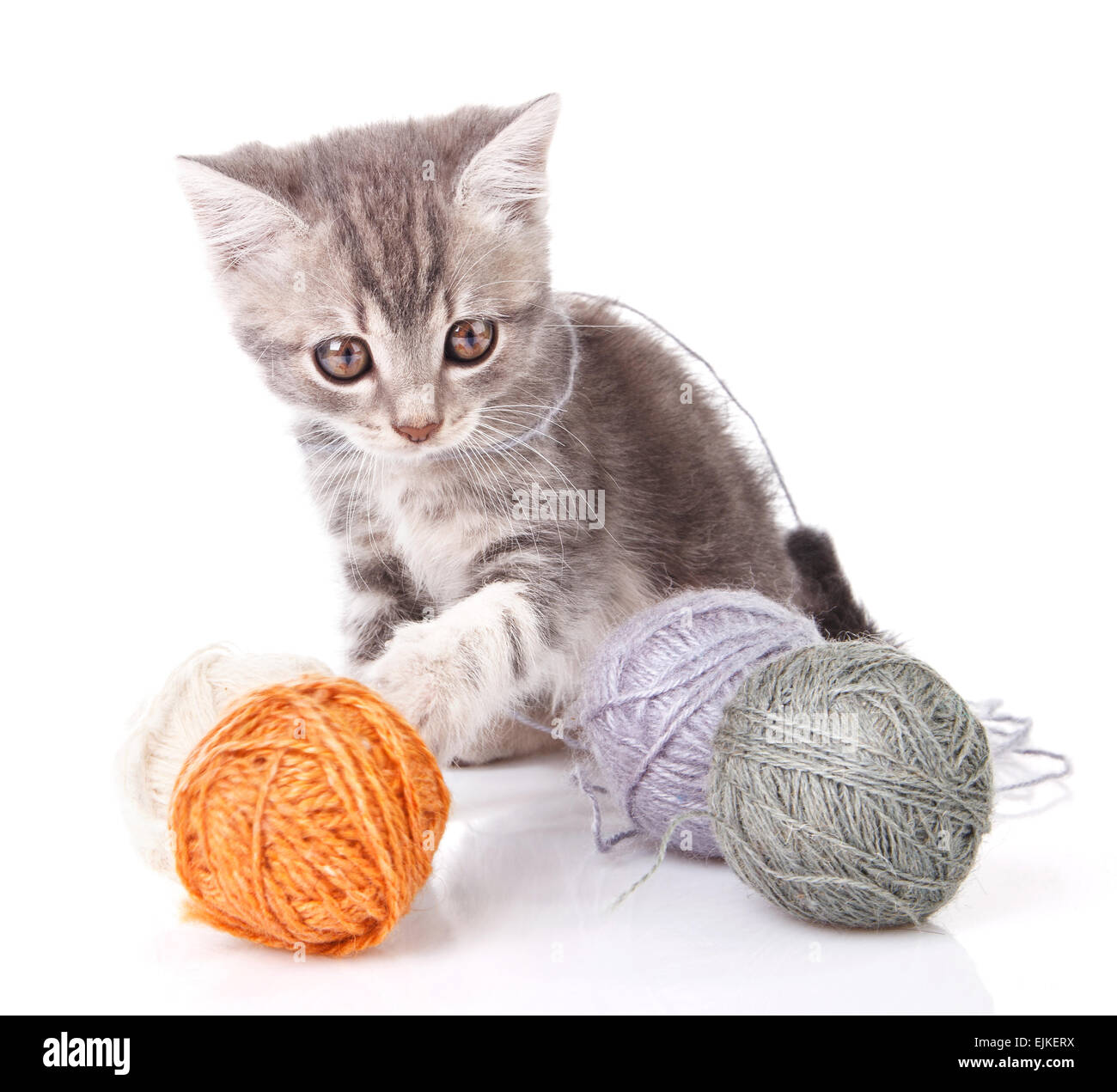playful kitten Stock Photo - Alamy