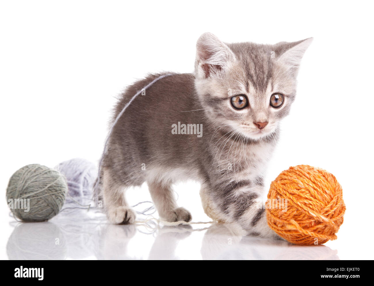 playful kitten Stock Photo - Alamy