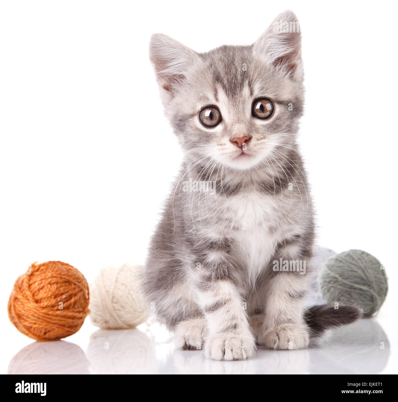 cute gray kitten Stock Photo - Alamy