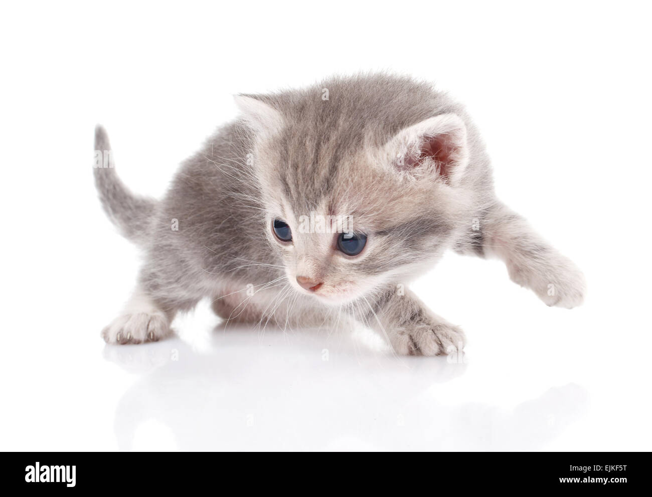 little baby cat Stock Photo - Alamy