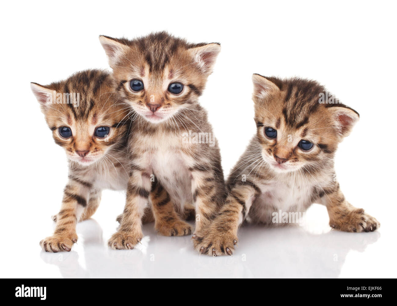 beautiful tabby kittens Stock Photo - Alamy