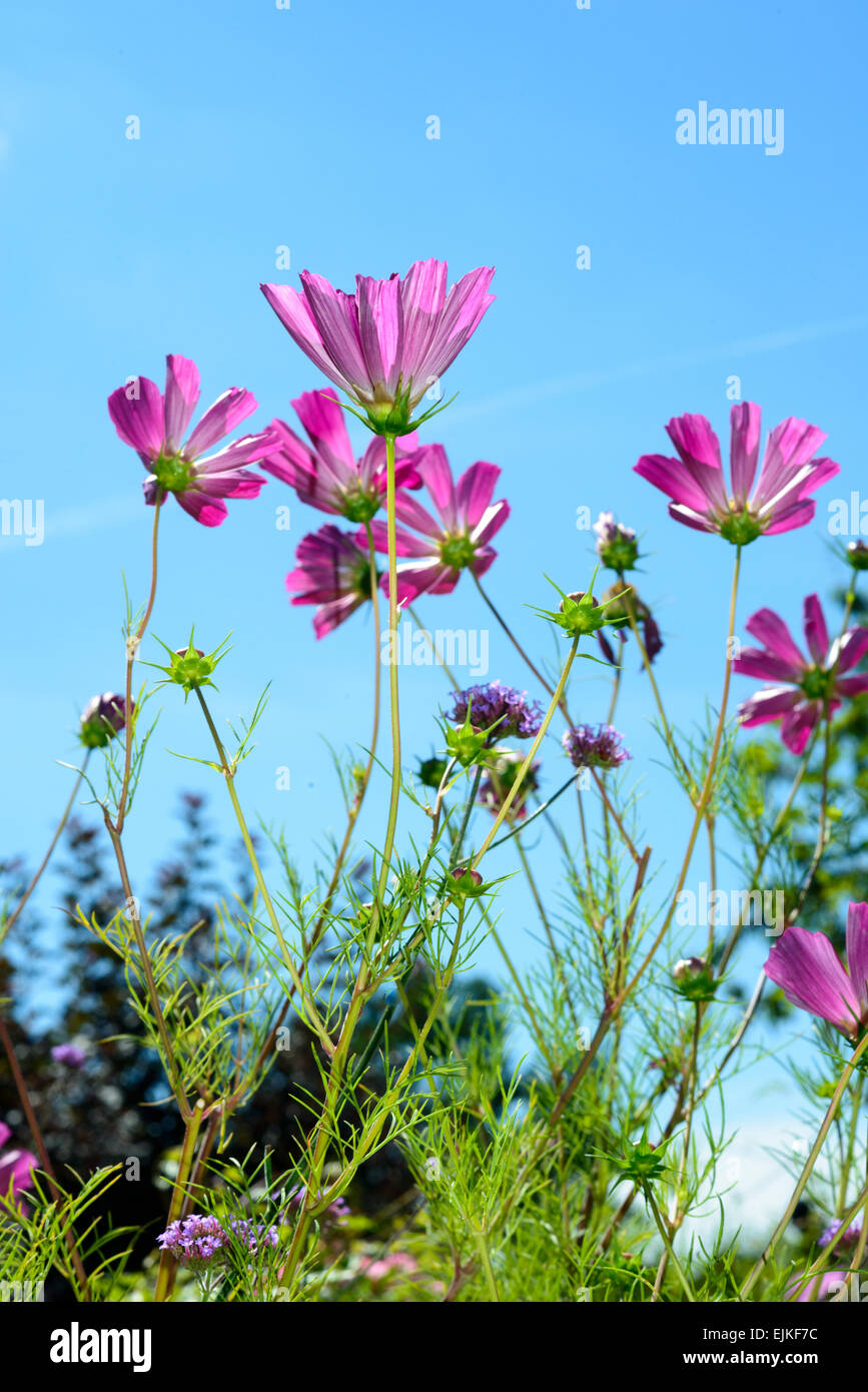 Mexican aster cosmos bipinnatus hi-res stock photography and images - Alamy
