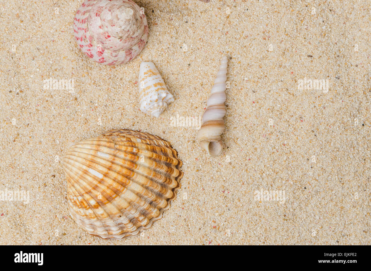 Conchs and shells on the beach sand background Stock Photo - Alamy