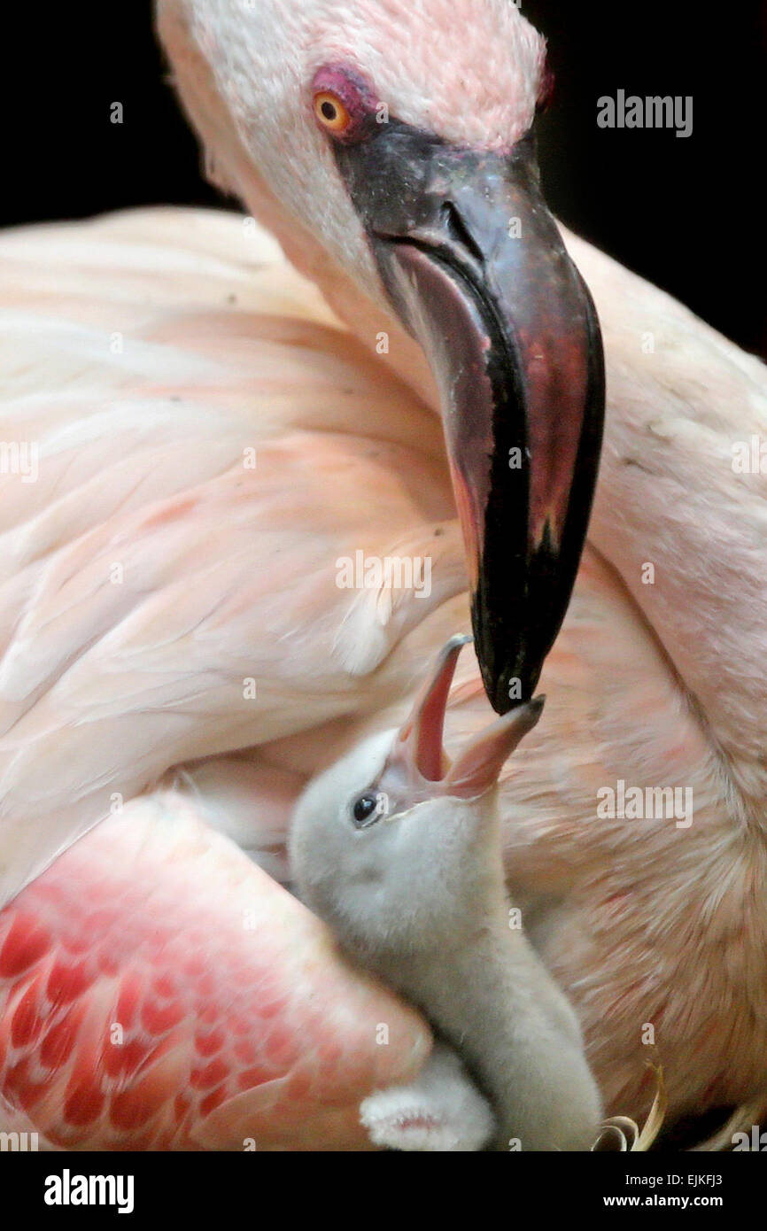 Leipzig Zoo, Germany. 17th Mar, 2015. A female lesser flamingo feeds ...