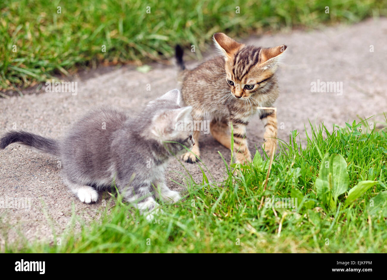 Two kittens playing Stock Photo - Alamy