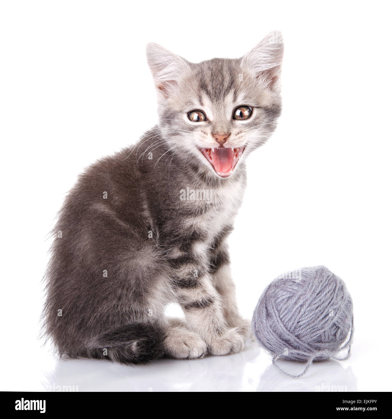 cute tabby kitten meowing Stock Photo - Alamy