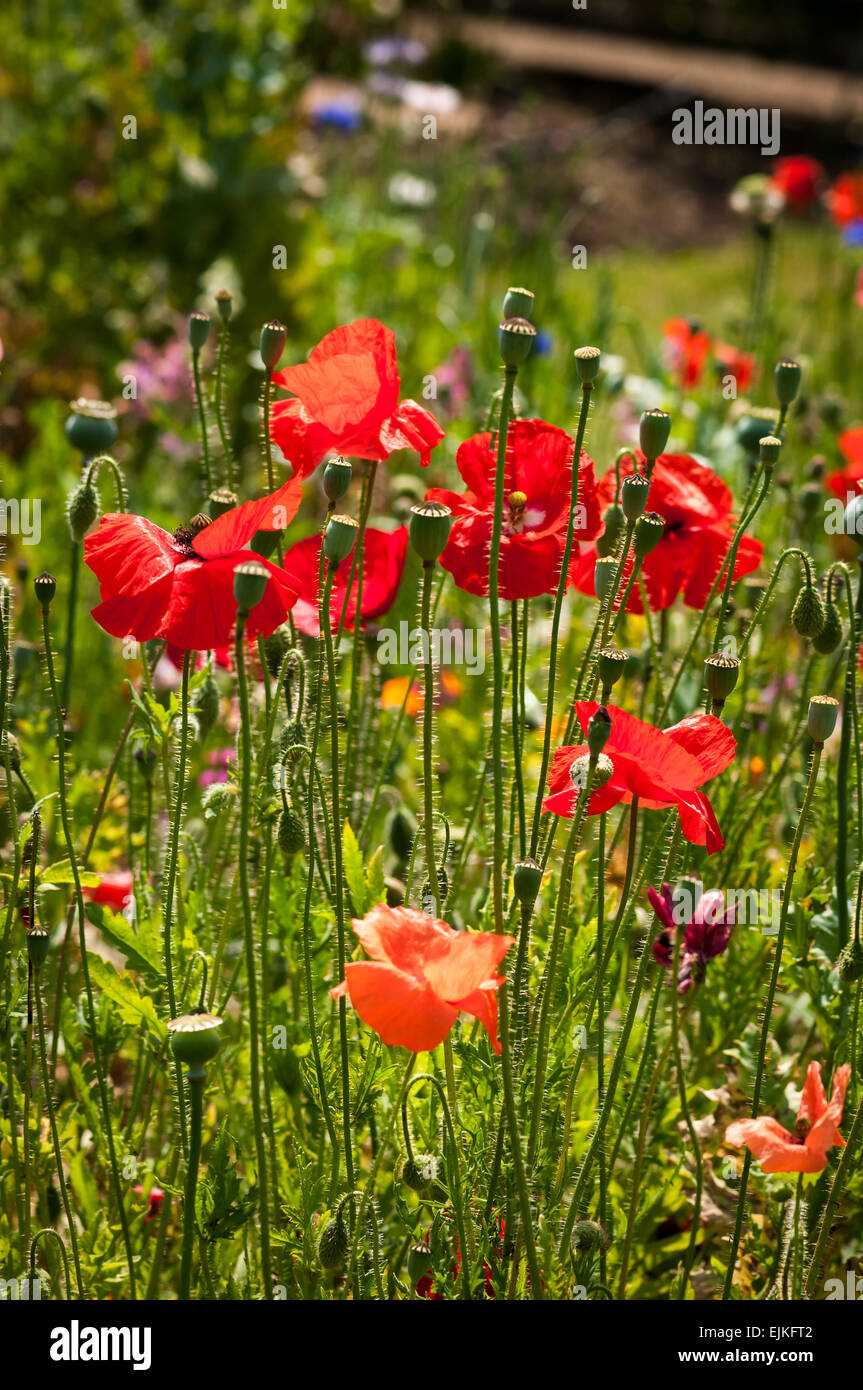 Wild Poppies on the field Stock Photo - Alamy