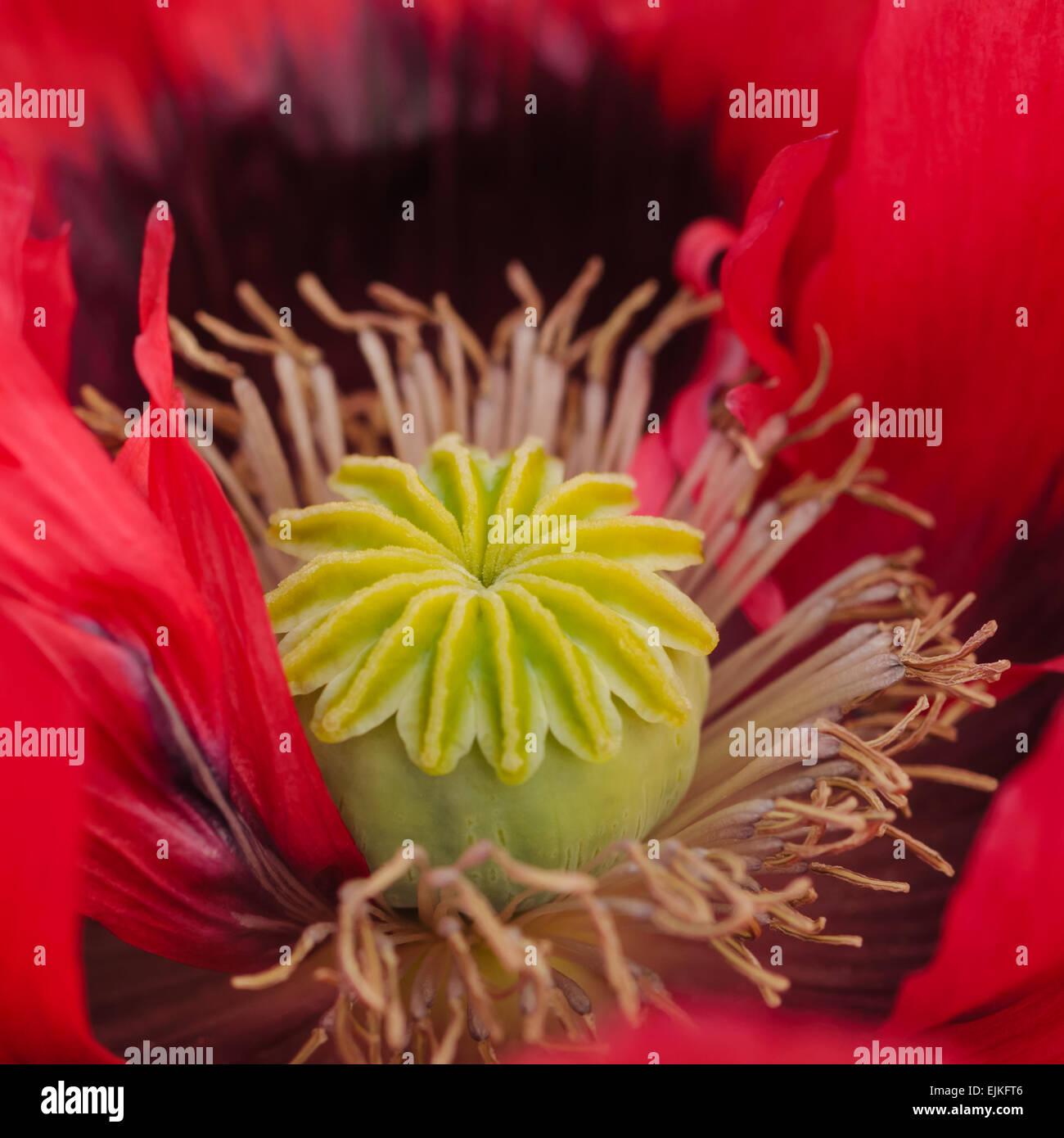 Colourful red poppy hi-res stock photography and images - Alamy