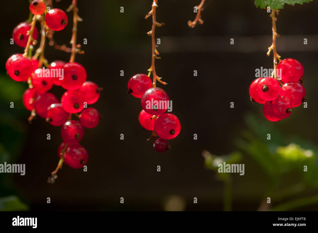 Close up fruit cluster hi-res stock photography and images - Alamy