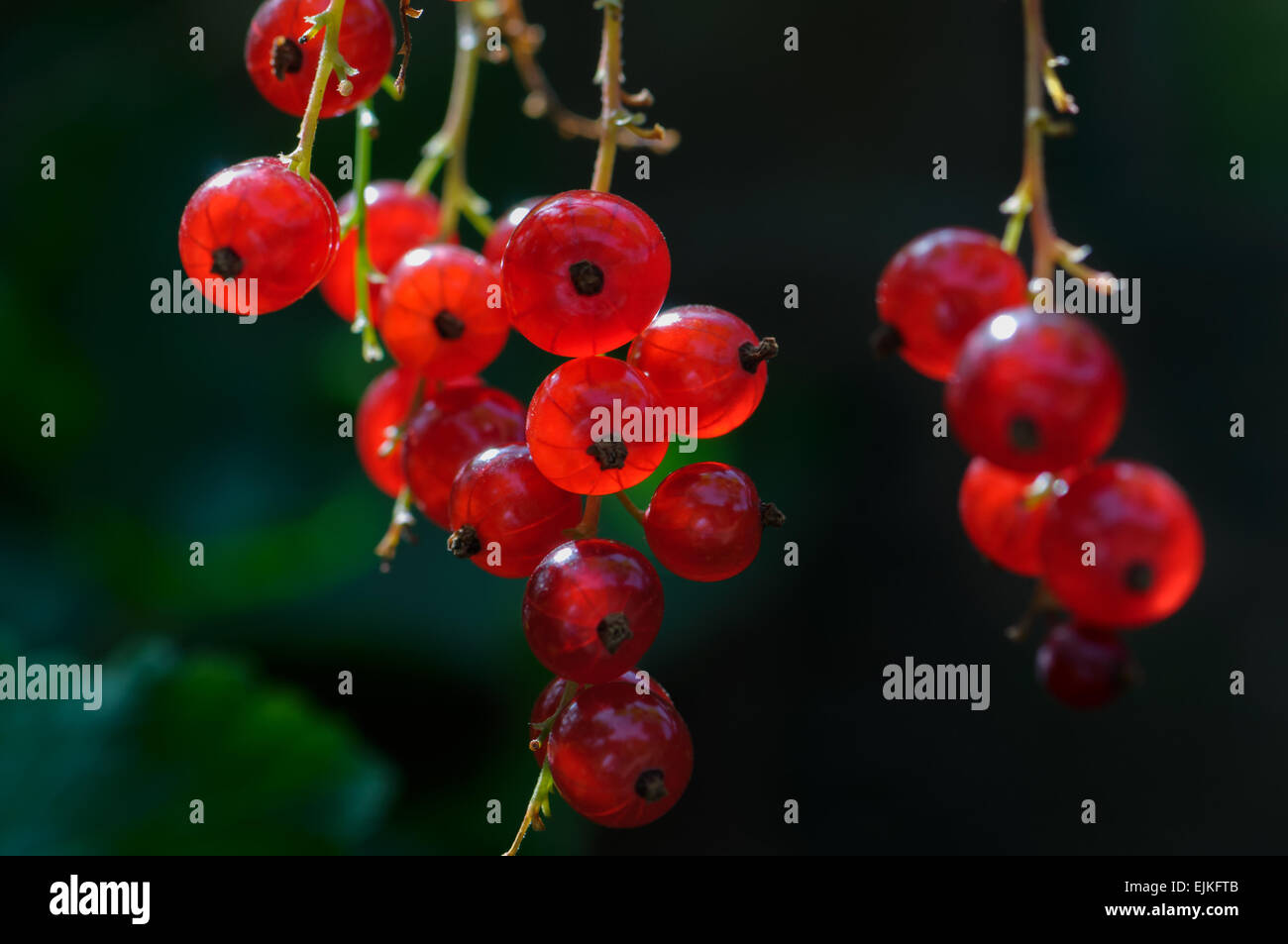 Red Currant fruit on the shrub close up Stock Photo - Alamy