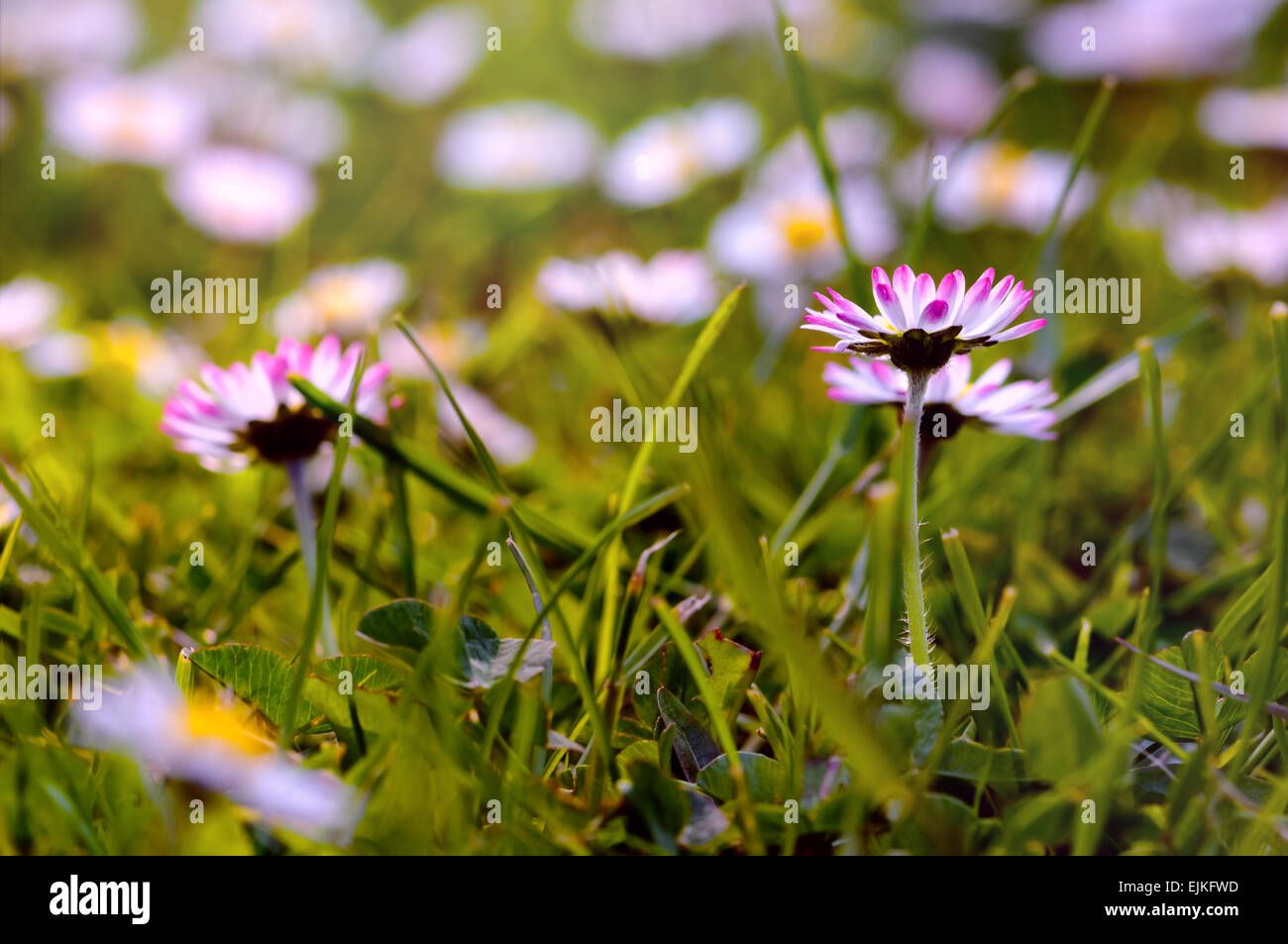 Beautiful low point view hi-res stock photography and images - Alamy