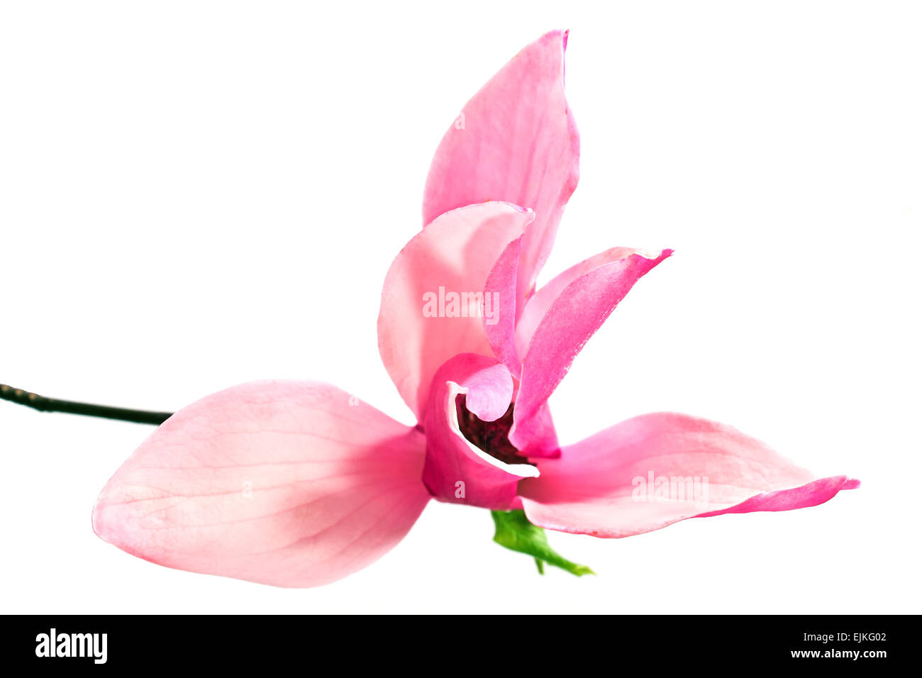 Magnolia flower on tree Cut Out Stock Images & Pictures - Alamy