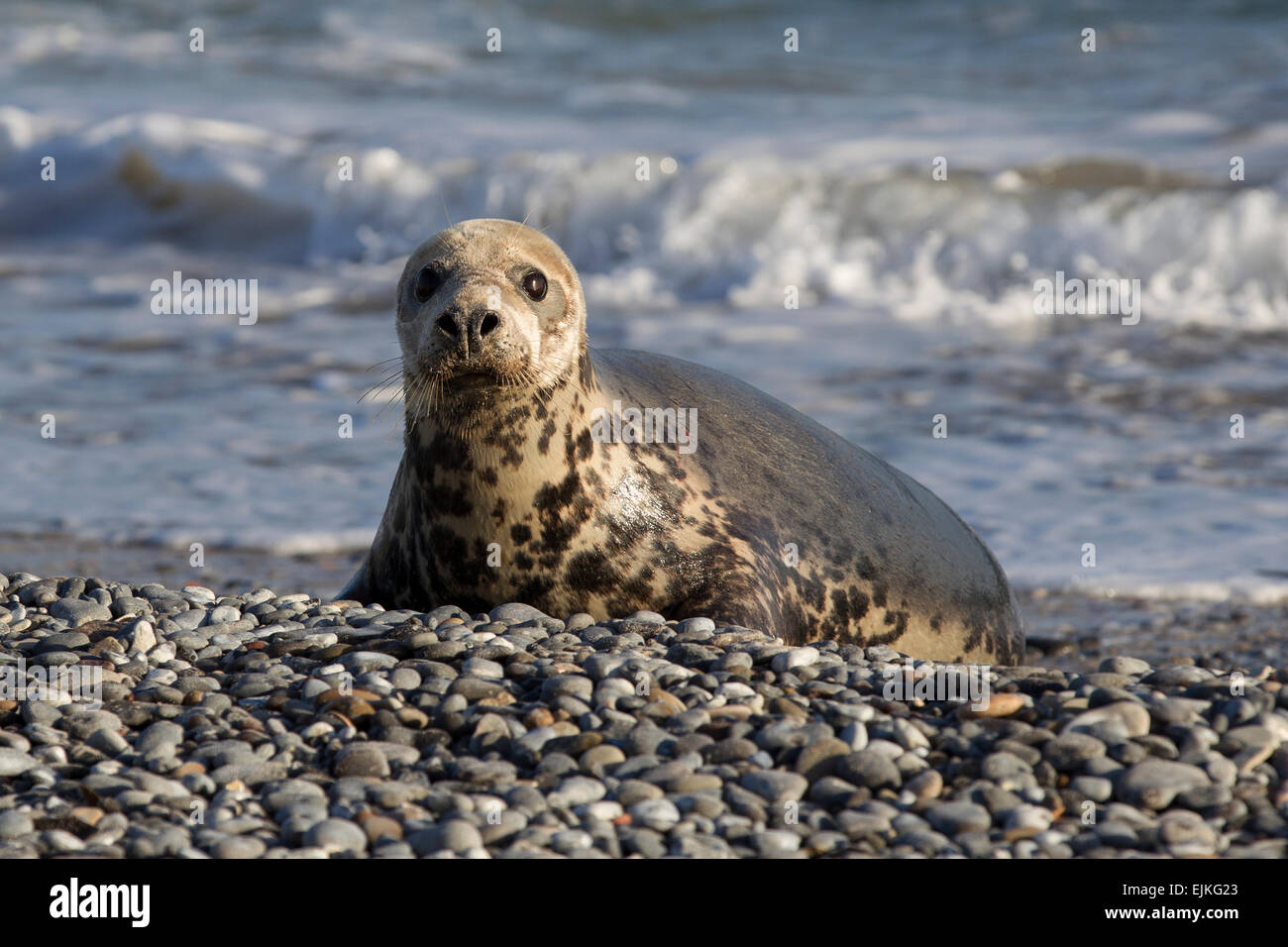 Mating seal hi-res stock photography and images - Alamy