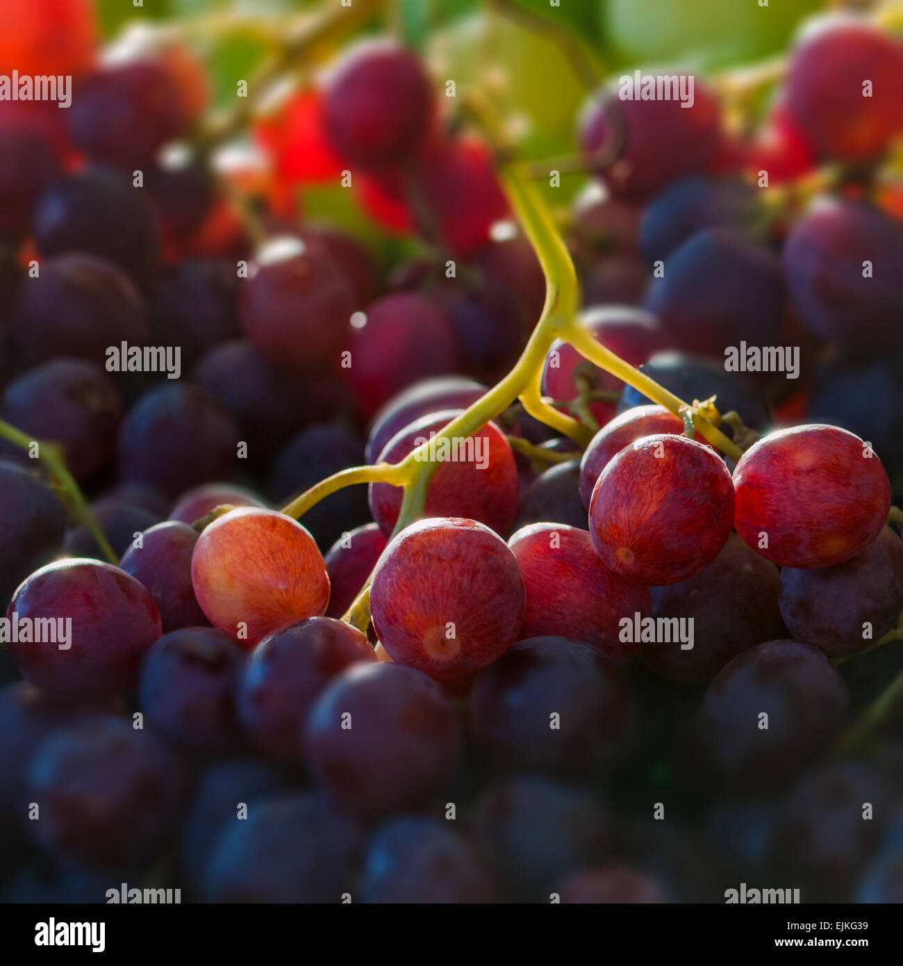 Red globe grapes hi-res stock photography and images - Alamy
