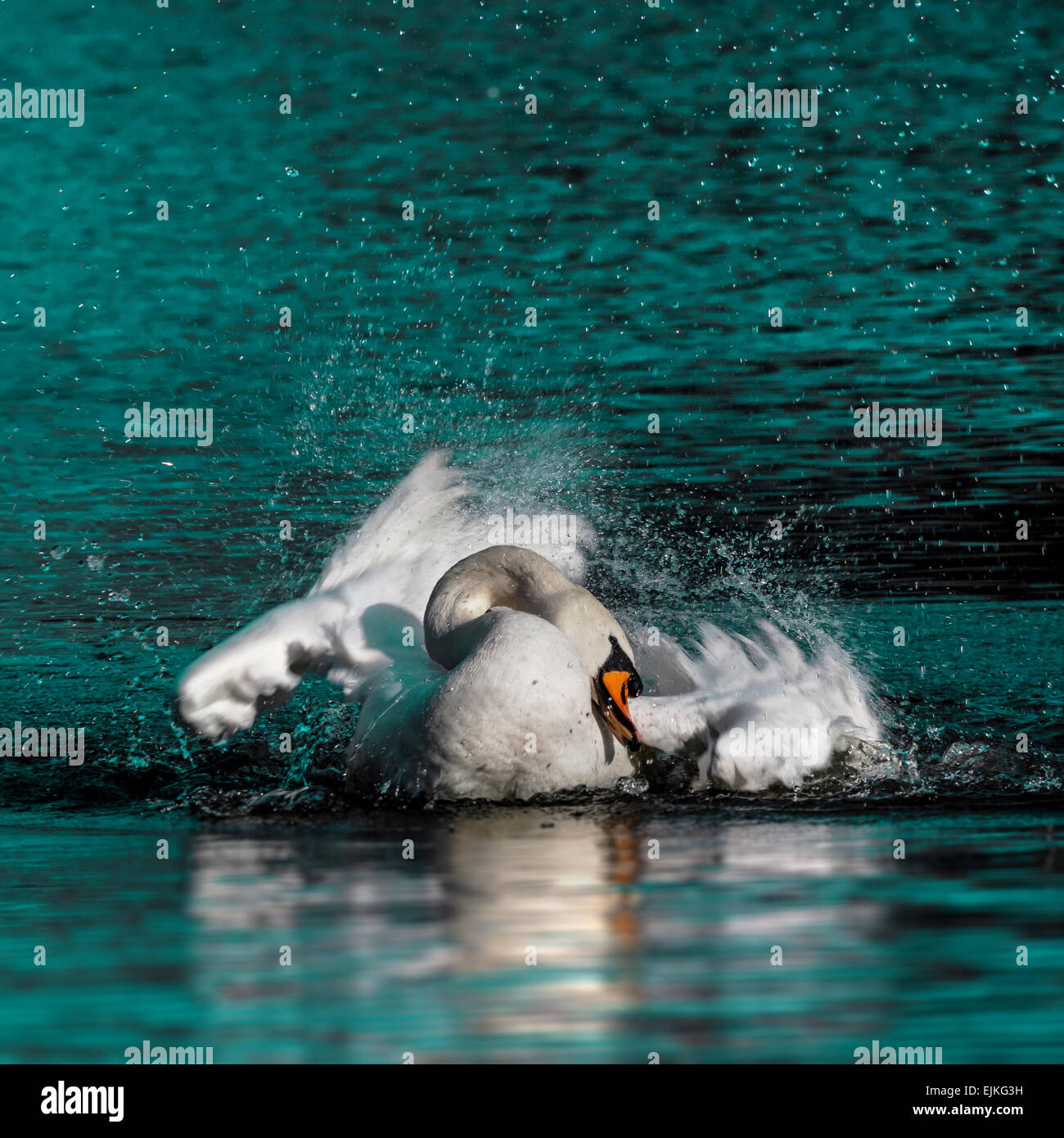 Taking a bath in a lake hi-res stock photography and images - Alamy