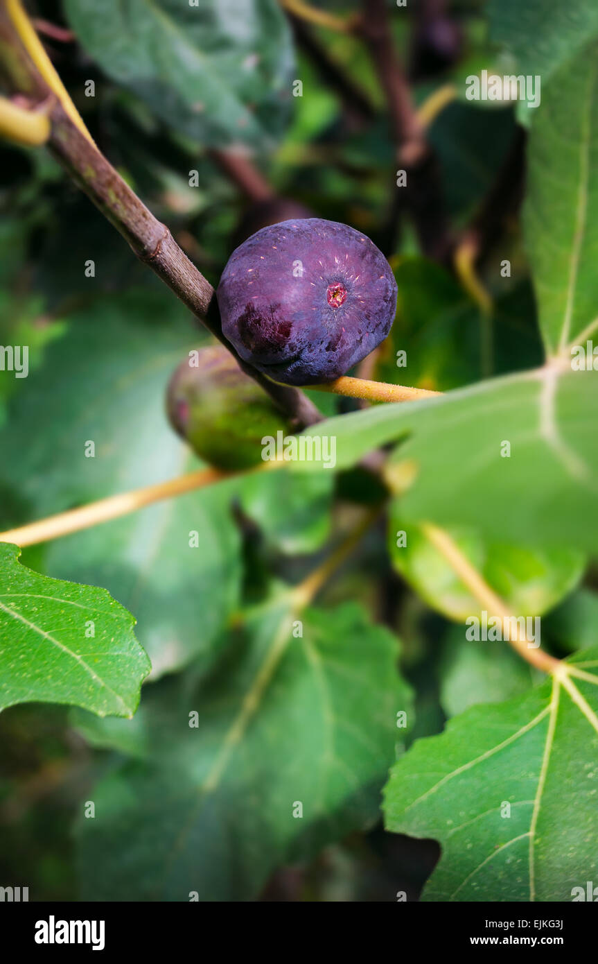 Ripe fig fruit on the tree attached to the branch Stock Photo - Alamy