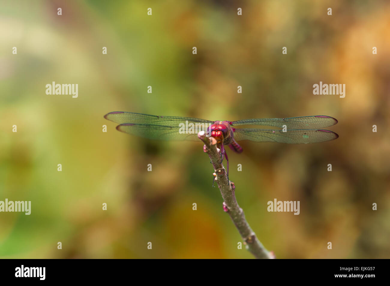 Dragonfly close up hi-res stock photography and images - Alamy