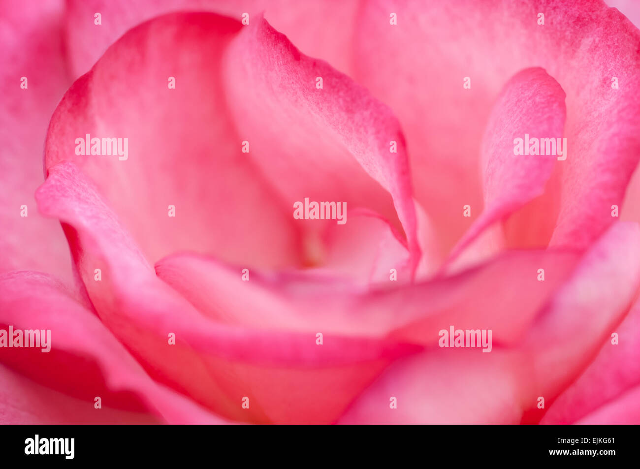 Pink rose macro close up Stock Photo - Alamy