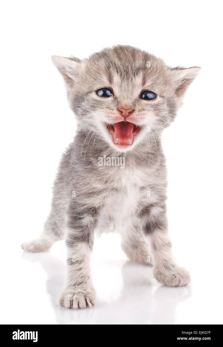 Gray kitten crying Stock Photo - Alamy