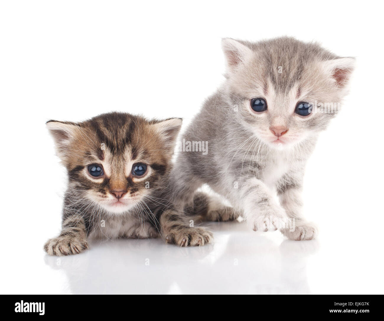 Kittens paw hi-res stock photography and images - Alamy