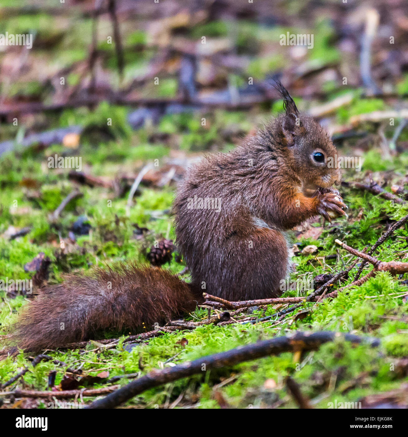 Eurasian red squirrel eating Stock Photo - Alamy